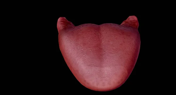 Anatomy tonsils Stock Photos, Royalty Free Anatomy tonsils Images ...