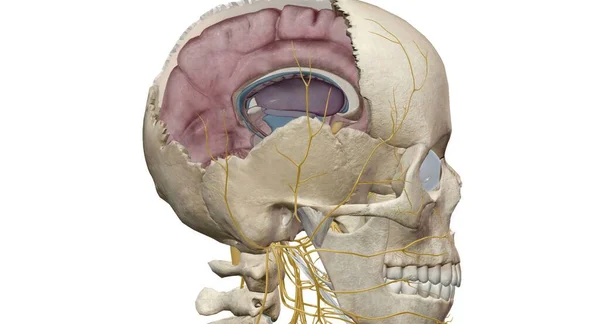 Zygomatic arches Stock Photos, Royalty Free Zygomatic arches Images ...