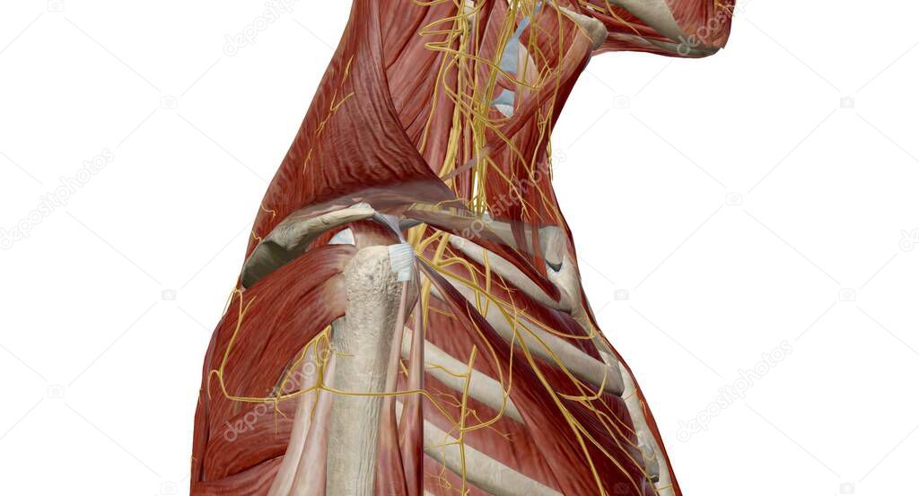 El plexo braquial es una red de nervios formados por el rami anterior ...