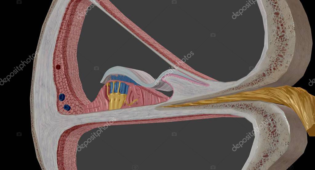 La cóclea es la p del oído interno involucrado en la audición ...