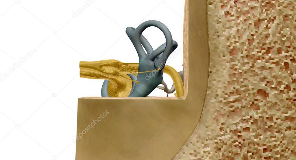 oído interno, también llamado laberinto del oído, p del oído que ...