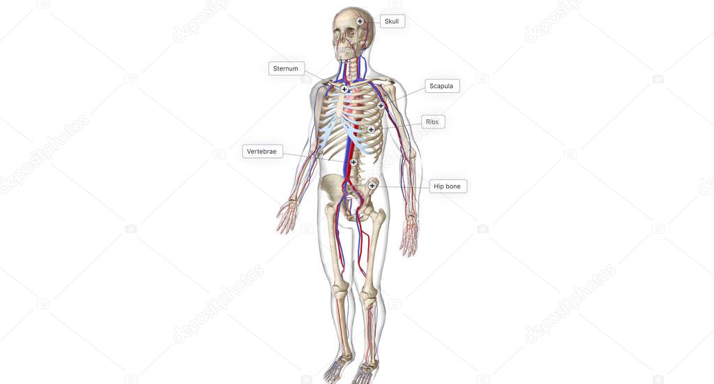 La ubicación de la médula ósea representación 3D 2023