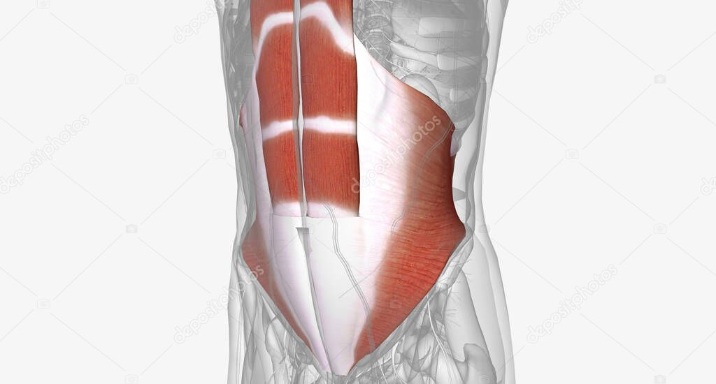 Los músculos abdominales profundos incluyen el abdomen transverso y el recto abdominis.3D ...