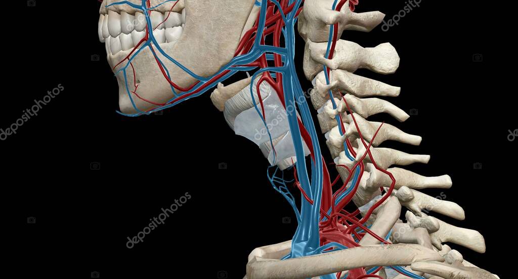 La vena yugular interna se encuentra lateral y superficial a la arteria ...
