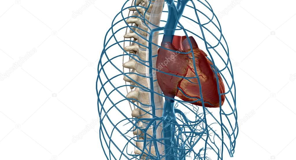 El sistema venoso azygos se encuentra a cada lado de la columna ...
