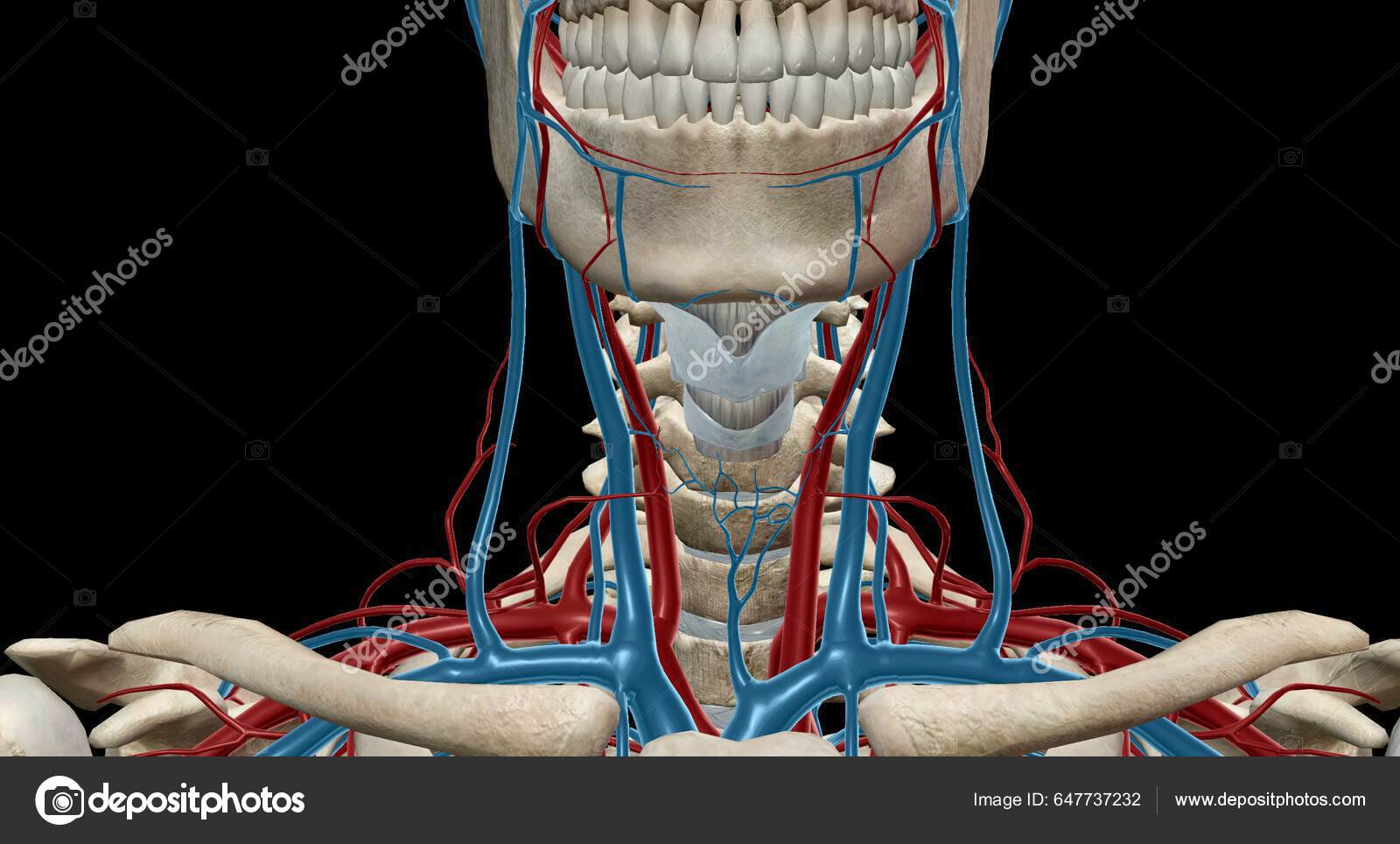 Vena Yugular Interna Encuentra Lateral Superficial Arteria Carótida Común Nervio: fotografía de ...