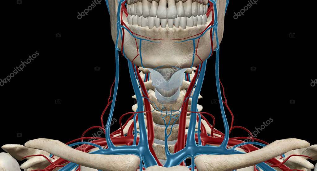 La vena yugular interna se encuentra lateral y superficial a la arteria ...