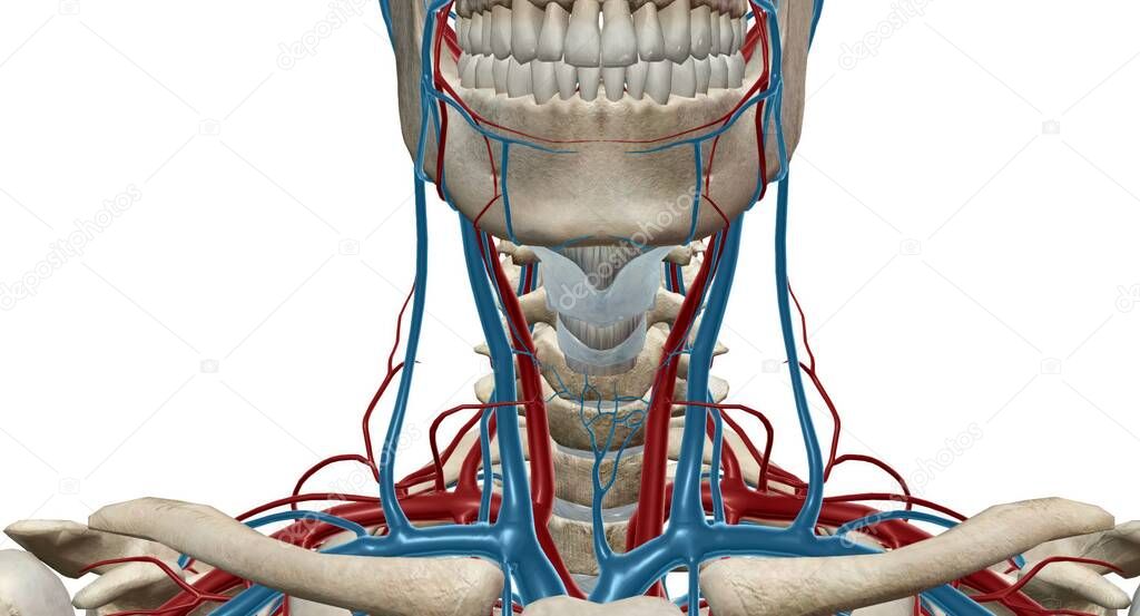 La vena yugular interna se encuentra lateral y superficial a la arteria ...