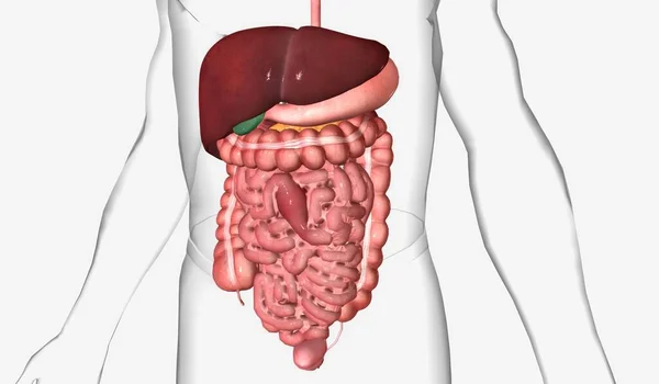 Meteorismo abdominal Stock Photos, Royalty Free Meteorismo abdominal ...