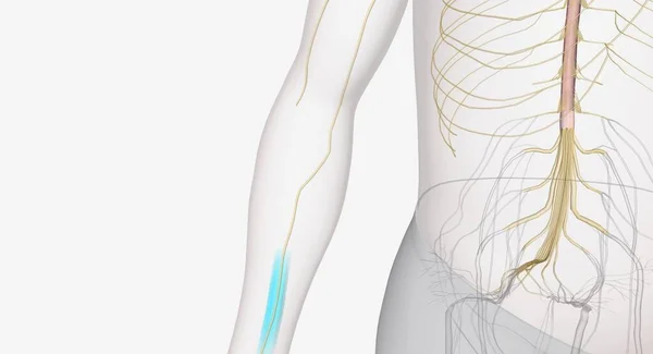 Los axones son las líneas primarias de transmisión del sistema nervioso ...