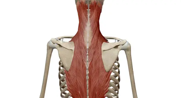 Imágenes de Músculos da coluna vertebral, fotos de Músculos da coluna ...