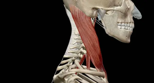 The upper cervical spine Stock Photos, Royalty Free The upper cervical ...