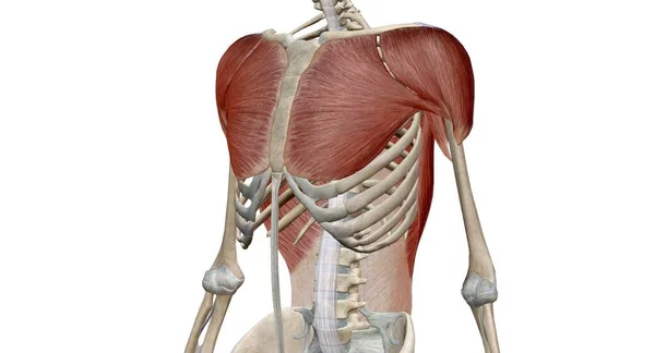 Humerus anatomy muscle Stock Photos, Royalty Free Humerus anatomy ...