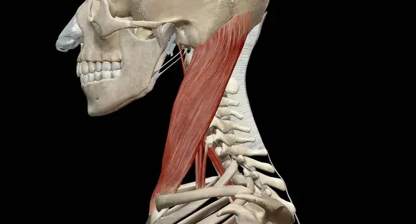 The upper cervical spine Stock Photos, Royalty Free The upper cervical ...