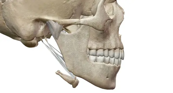 Mandibular Stock Photos, Royalty Free Mandibular Images | Depositphotos