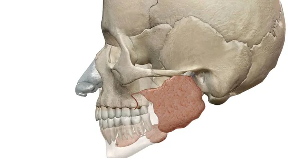 Submaxilar imágenes de stock de arte vectorial | Depositphotos