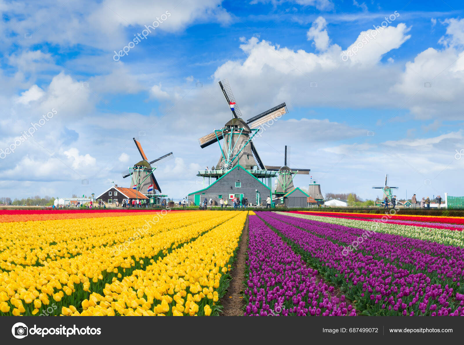 Traditional Dutch Scenery Windmill Zaanse Schans Dramatic Sky Tulips ...