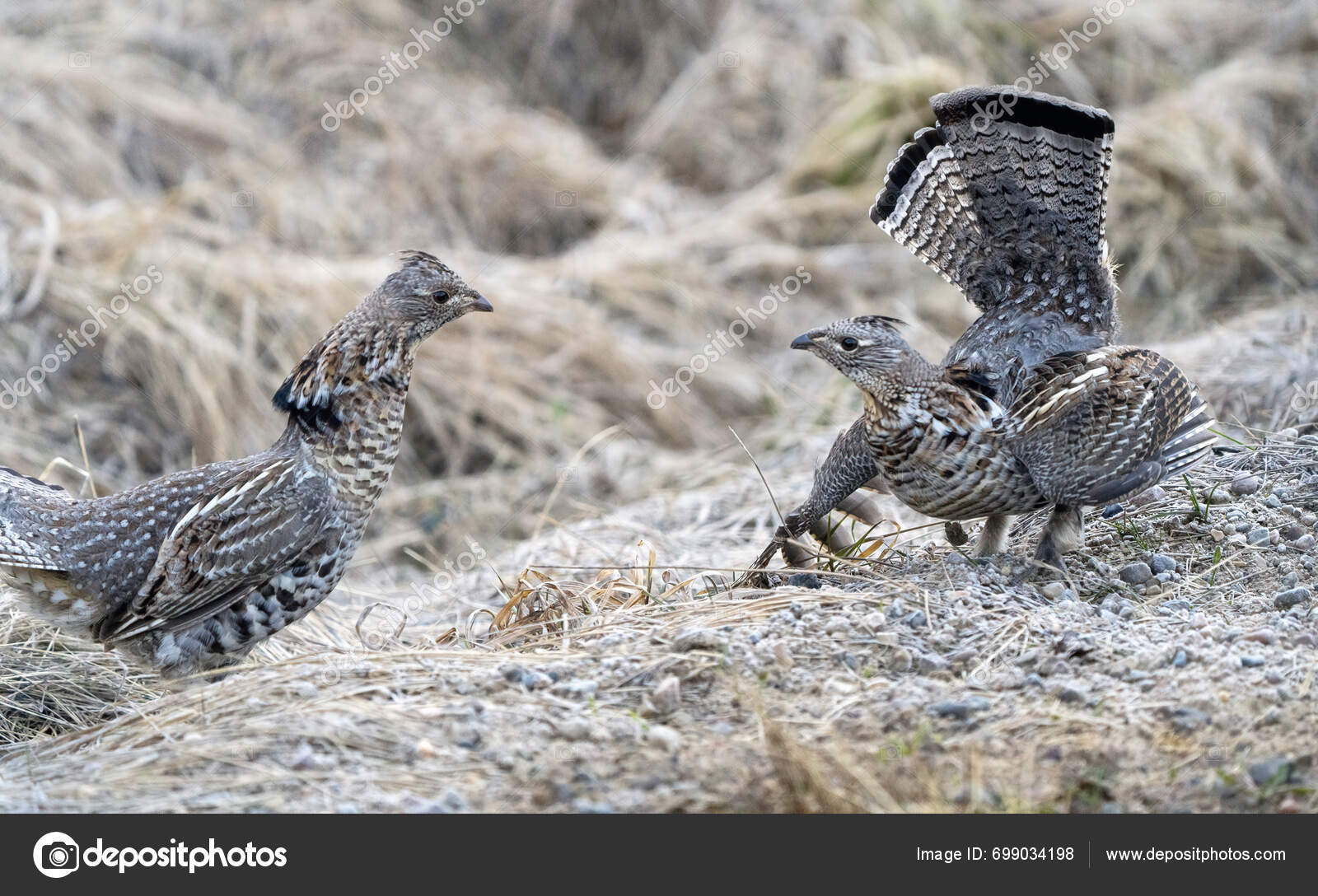 Ruffed Grouse Saskatchewan Lek Mating Dance Ritual — Stock Photo ...