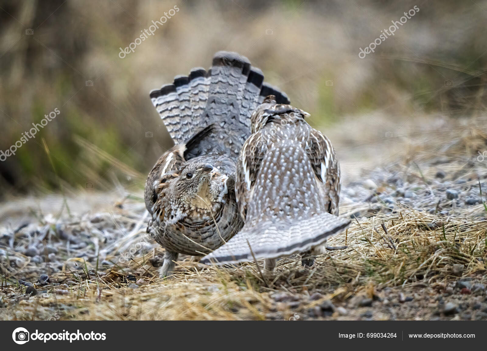 Ruffed Grouse Saskatchewan Lek Mating Dance Ritual — Stock Photo ...