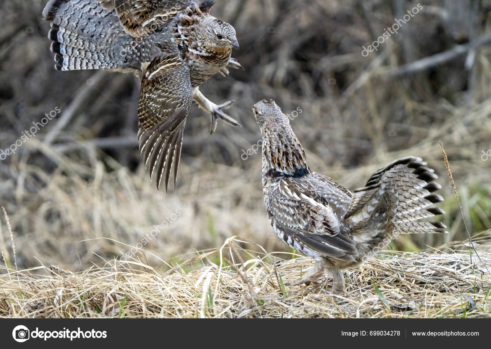 Ruffed Grouse Saskatchewan Lek Mating Dance Ritual — Stock Photo ...