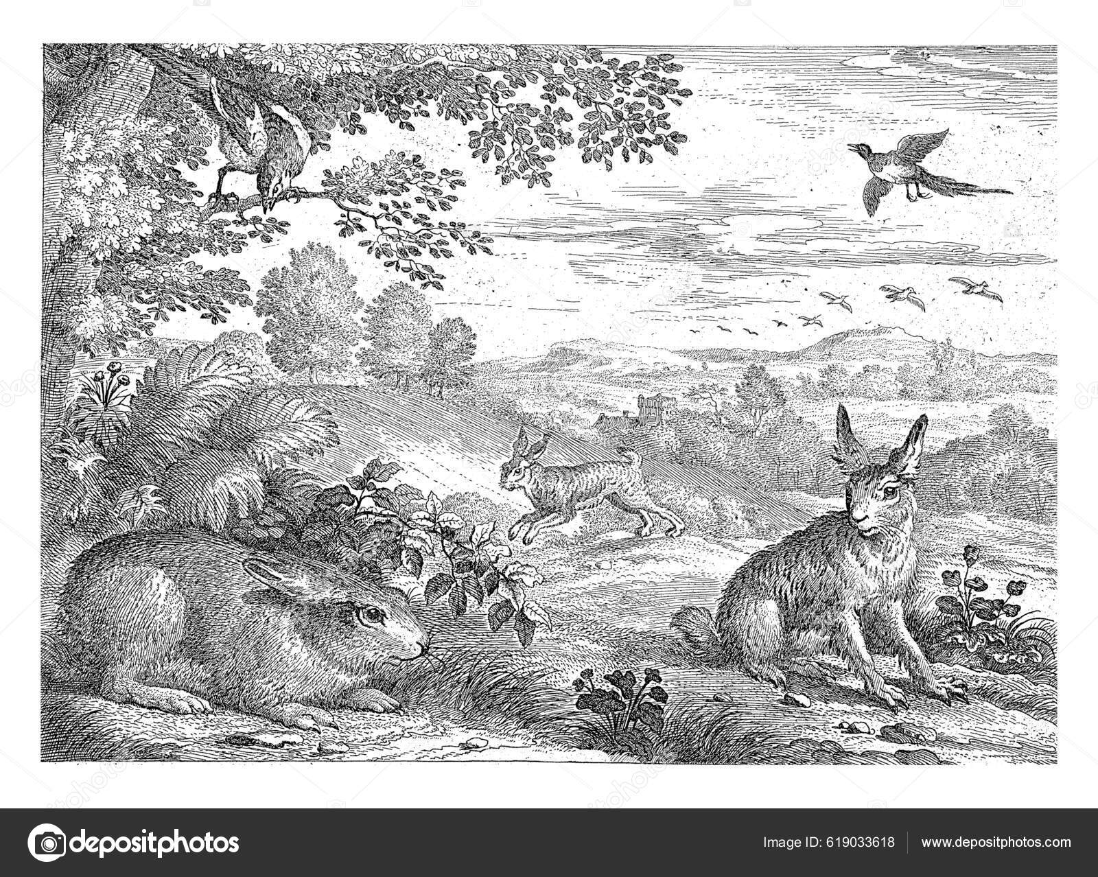 Foreground Two Hares Background Third Hare Hops Left Two Magpies Stock ...