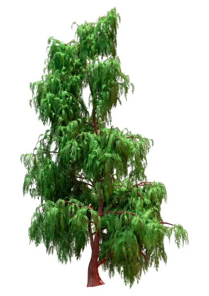 Kashmir cypress Stock Photos, Royalty Free Kashmir cypress Images ...