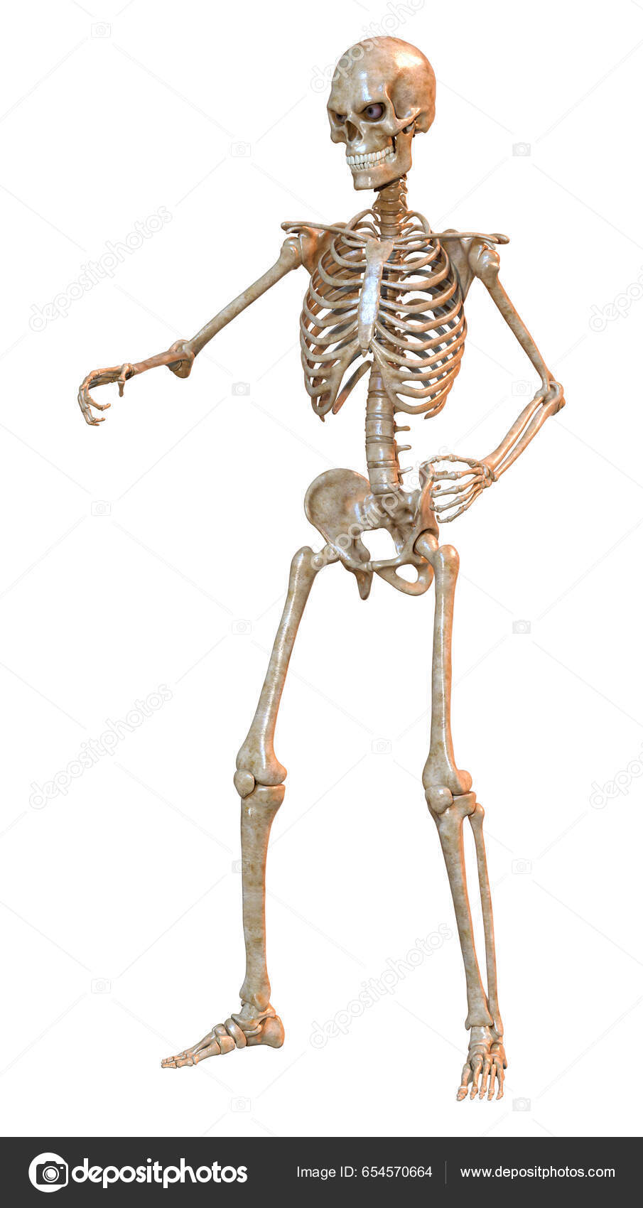Rendering Human Skeleton Isolated White Background — Stock Photo ...