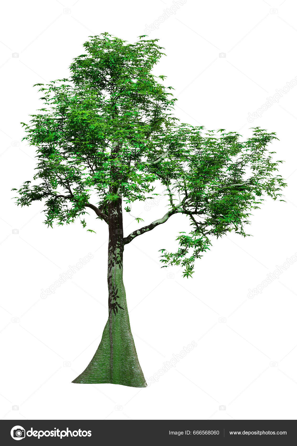 Rendering Tropical Rainforest Tree Isolated White Background Stock ...