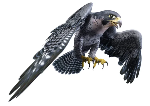 Heavy falcon Stock Photos, Royalty Free Heavy falcon Images | Depositphotos