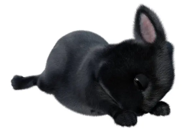Black bunny Stock Photos, Royalty Free Black bunny Images | Depositphotos