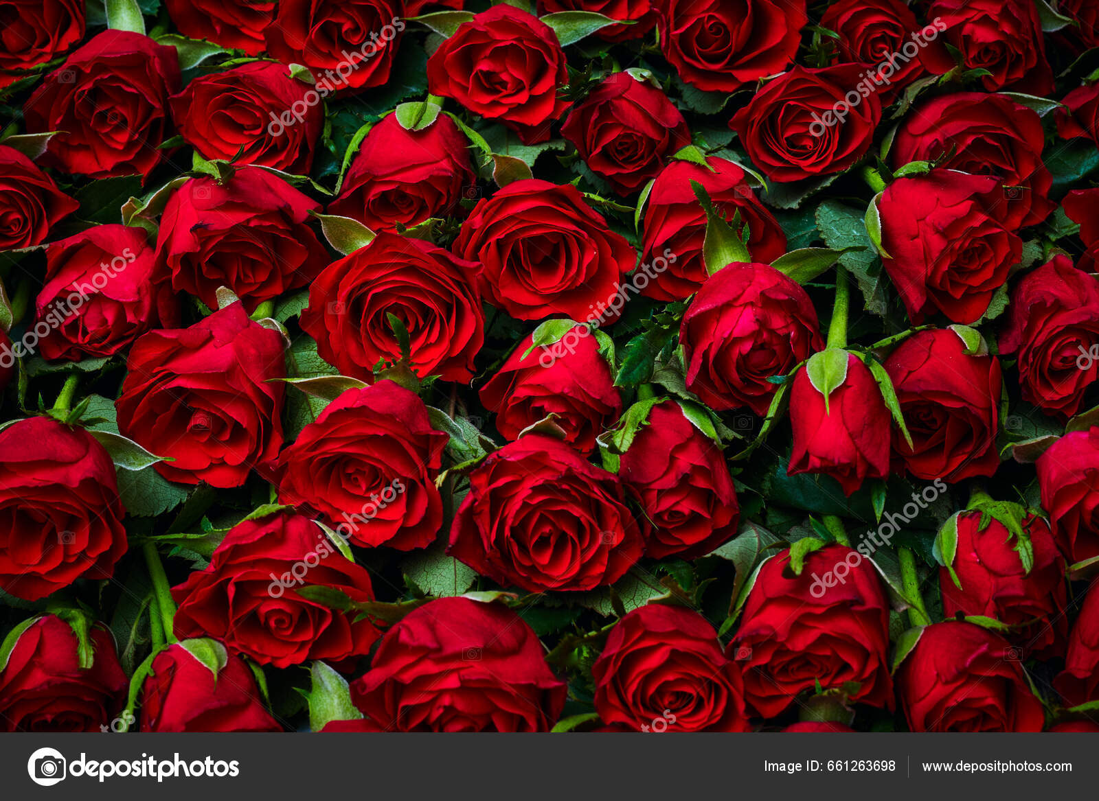 Background Red Roses Flowers — Stock Photo © Nik_Merkulov #661263698