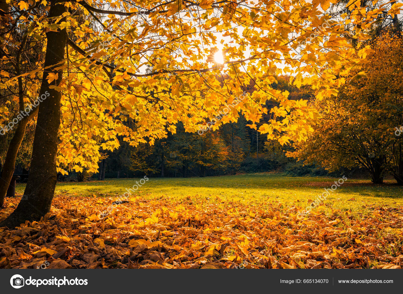 Beautiful Autumn Trees Background