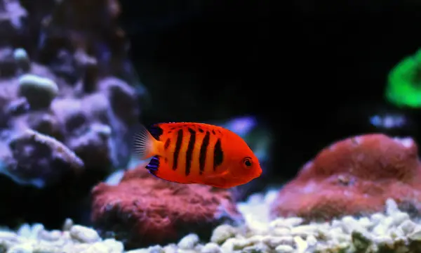 Red Tropical Fish
