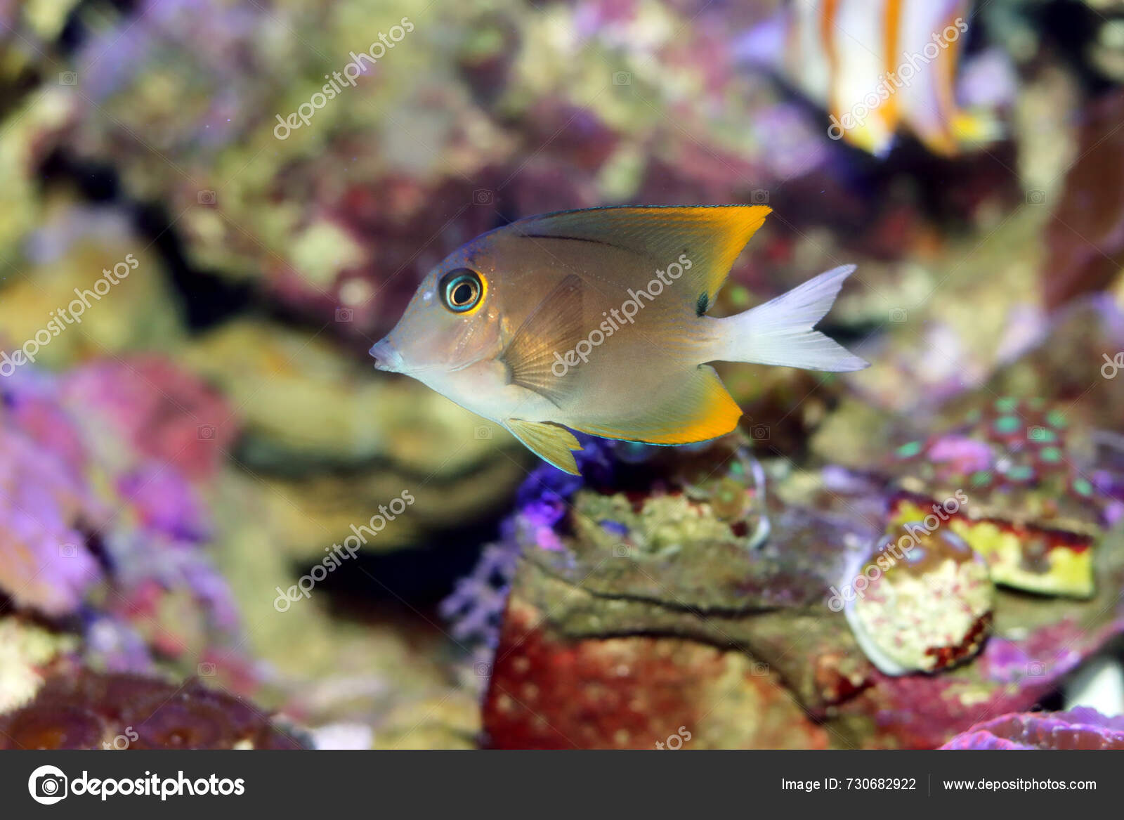 Tomini Surgeonfish Aka Tomini Tang Fish Ctenochaetus Tominiensis ...