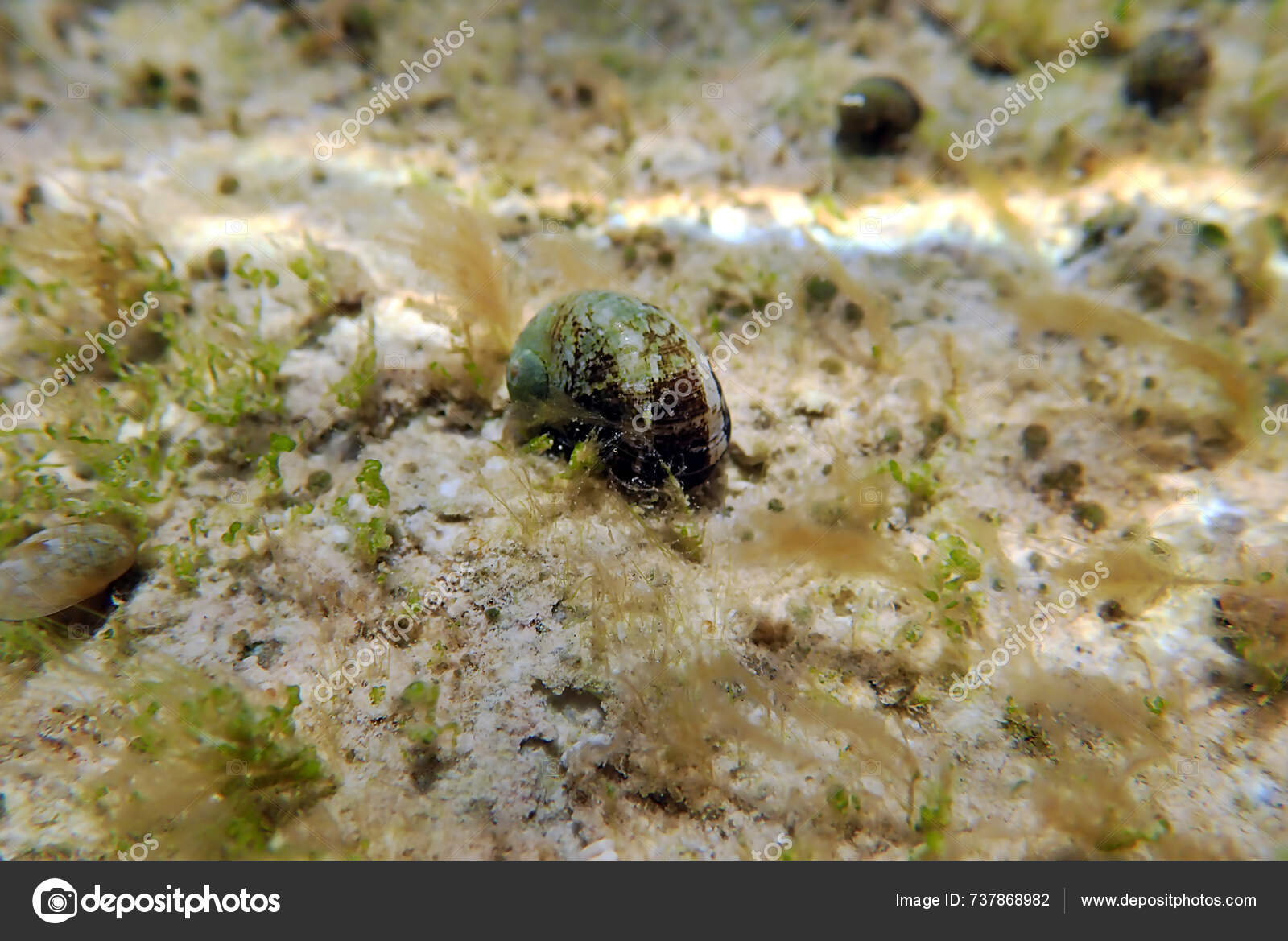 Freshwater Brackish Water Snail Theodoxus Fluviatilis Rare Image ...
