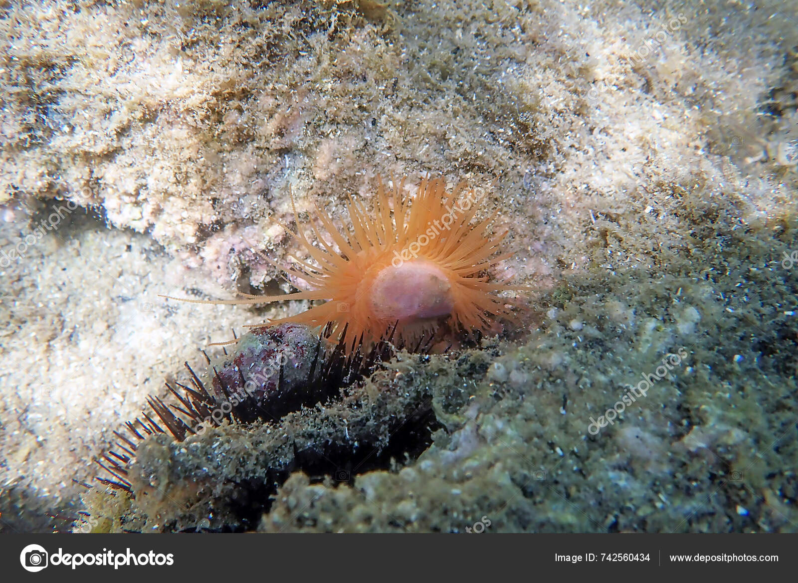 Limaria Hians Gaping Fileclam Underwater Image Mediterranean Sea ...