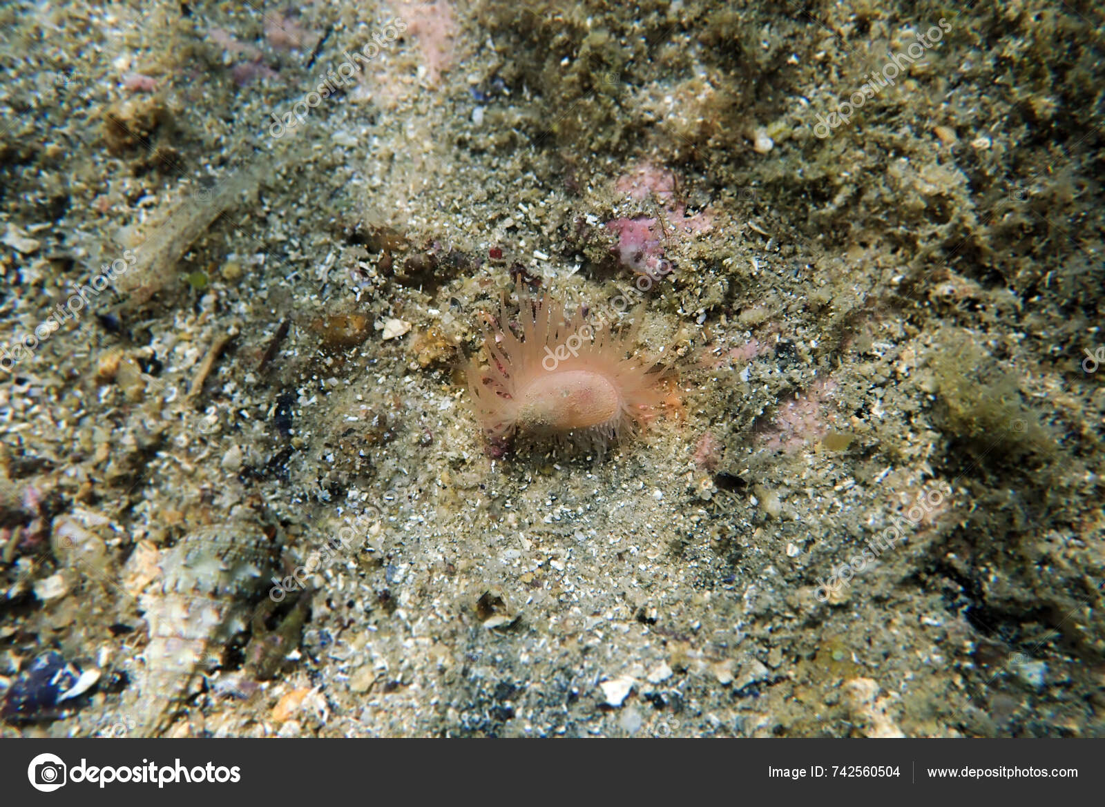 Limaria Hians Gaping Fileclam Underwater Image Mediterranean Sea ...