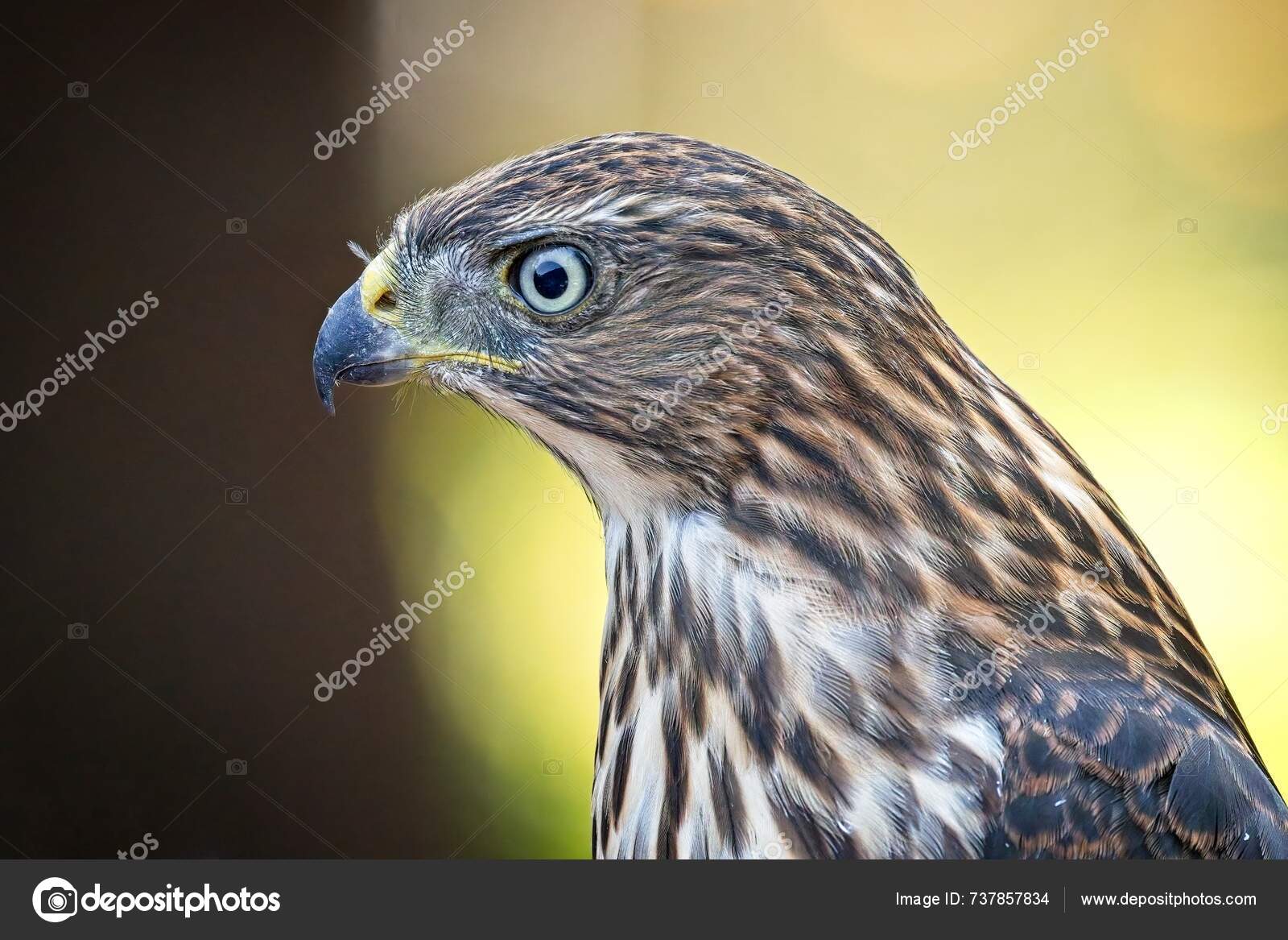 Close Portraiture Cooper's Hawk Located North Idaho — Stock Photo ...