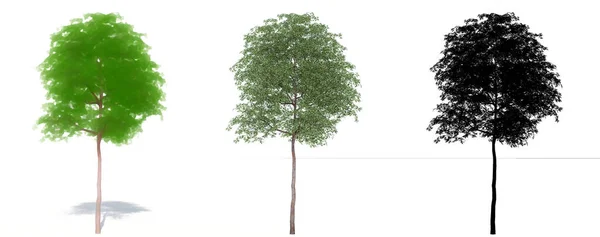 Horizontal trees Stock Photos, Royalty Free Horizontal trees Images ...
