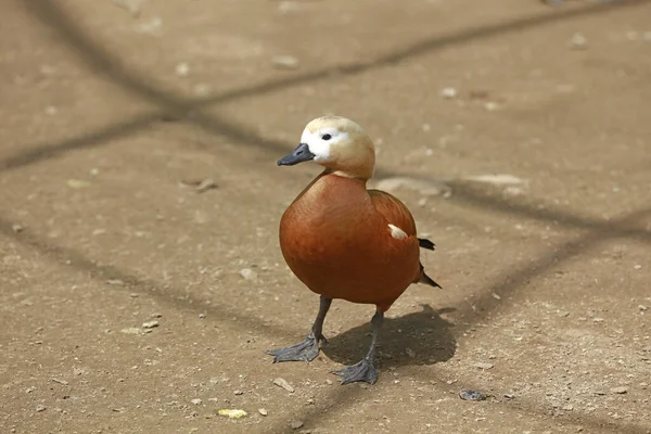Pato de filipino Stock Photos, Royalty Free Pato de filipino Images ...