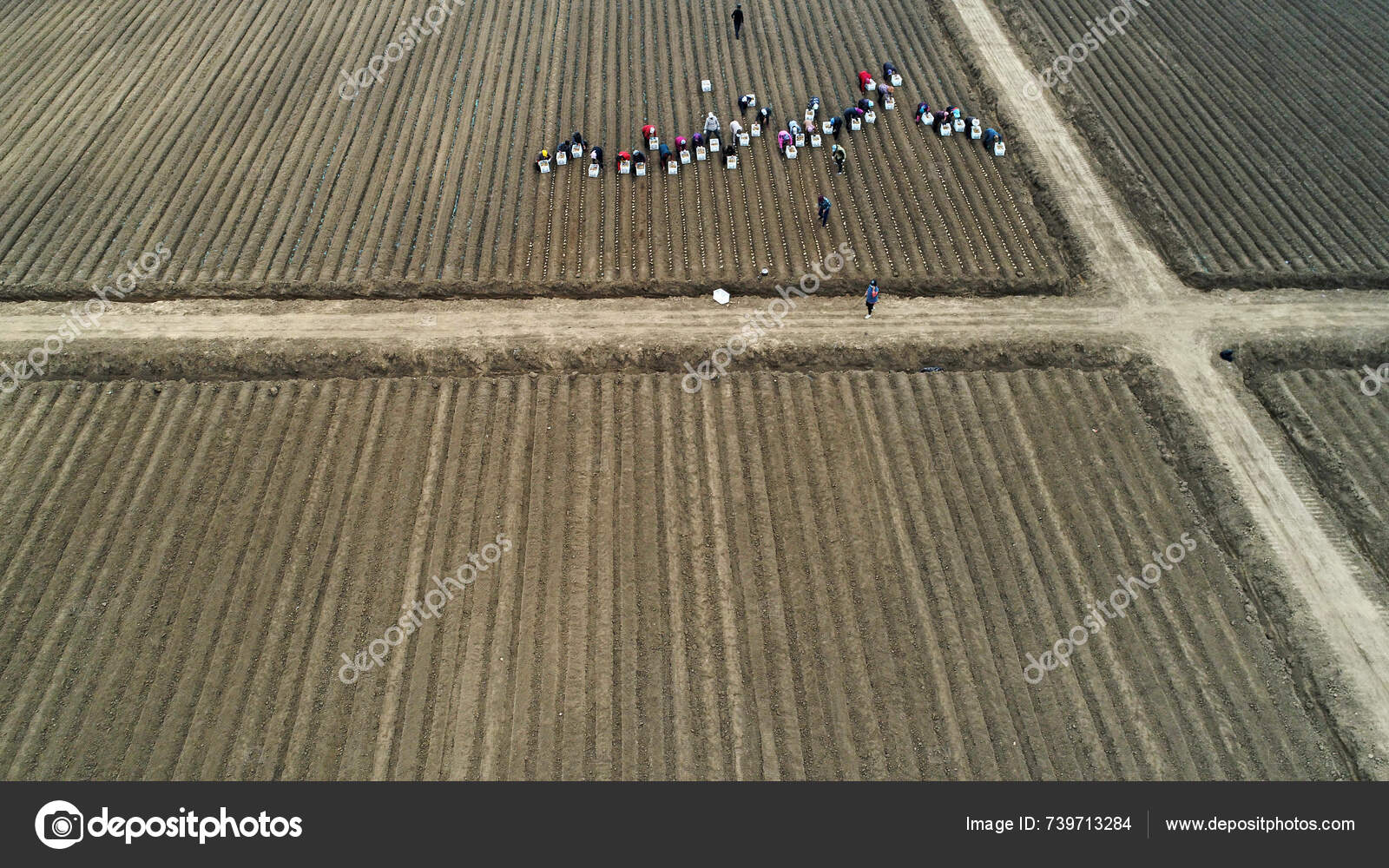 Farmers Grow Ginger Fields Aerial Photos Luannan County Hebei Province ...
