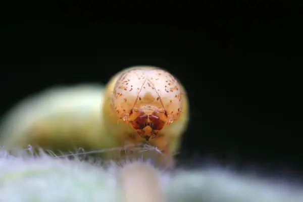 Hairy larva Stock Photos, Royalty Free Hairy larva Images | Depositphotos
