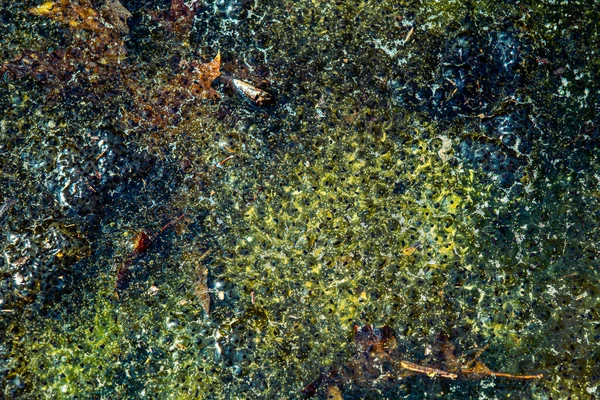 Fotos de Algen op steen, Imagens de Algen op steen sem royalties ...