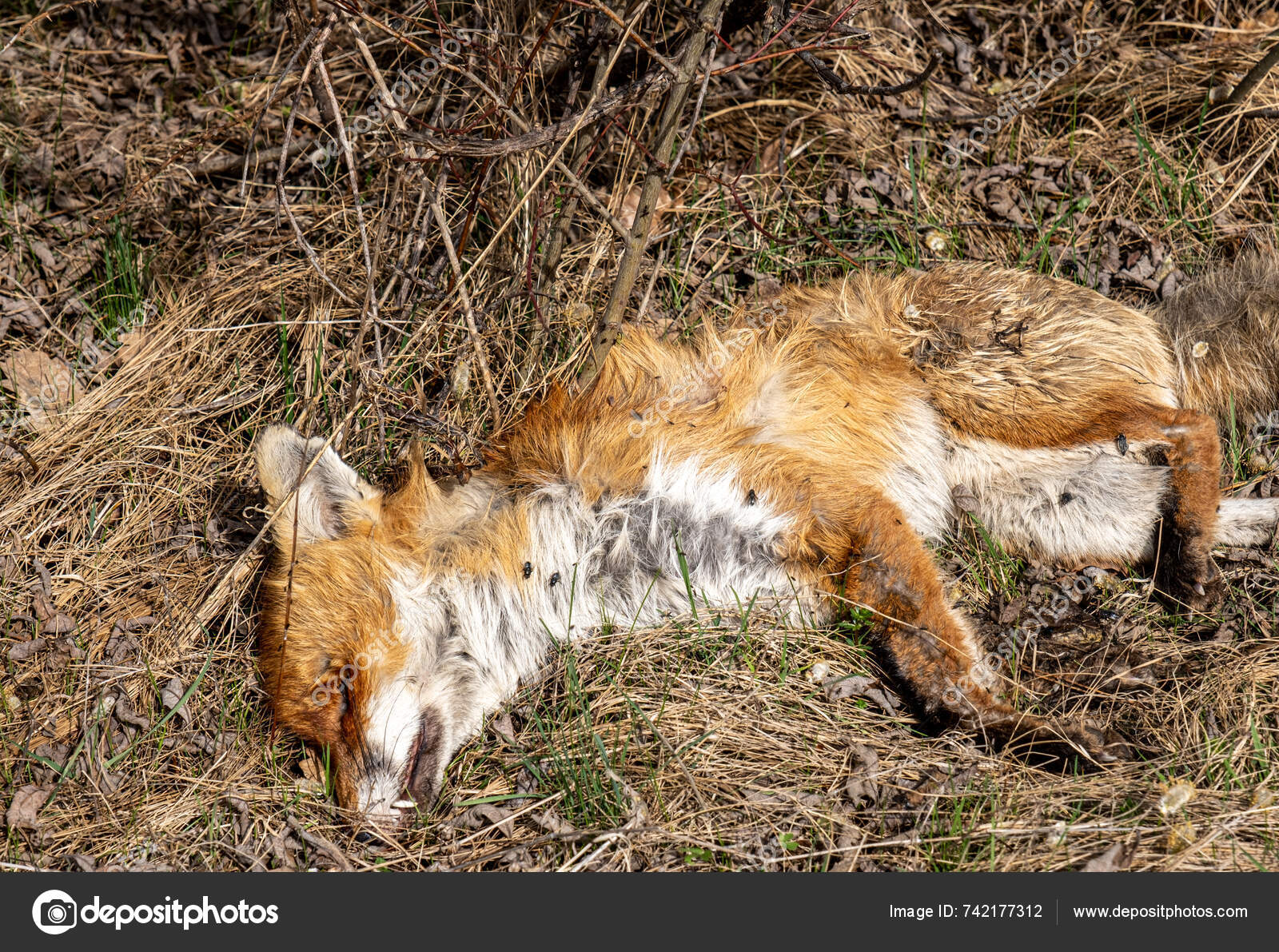 Dead Wildlife Red Fox Field Flies Fly Corpse Feed Decaying — Stock ...