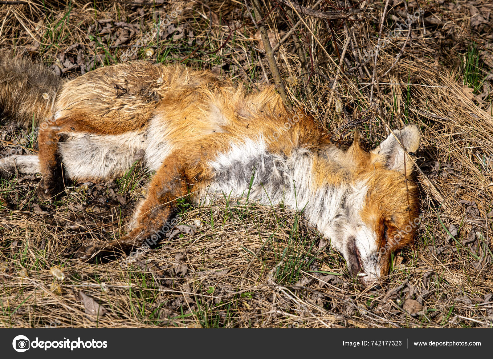 Dead Wildlife Red Fox Field Flies Fly Corpse Feed Decaying — Stock ...