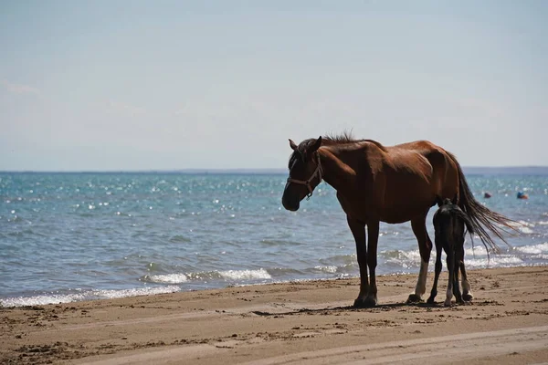 Beach pony Stock Photos, Royalty Free Beach pony Images | Depositphotos