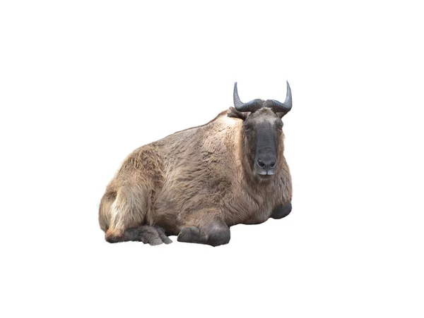 Gyllene takin Stock Photos, Royalty Free Gyllene takin Images ...