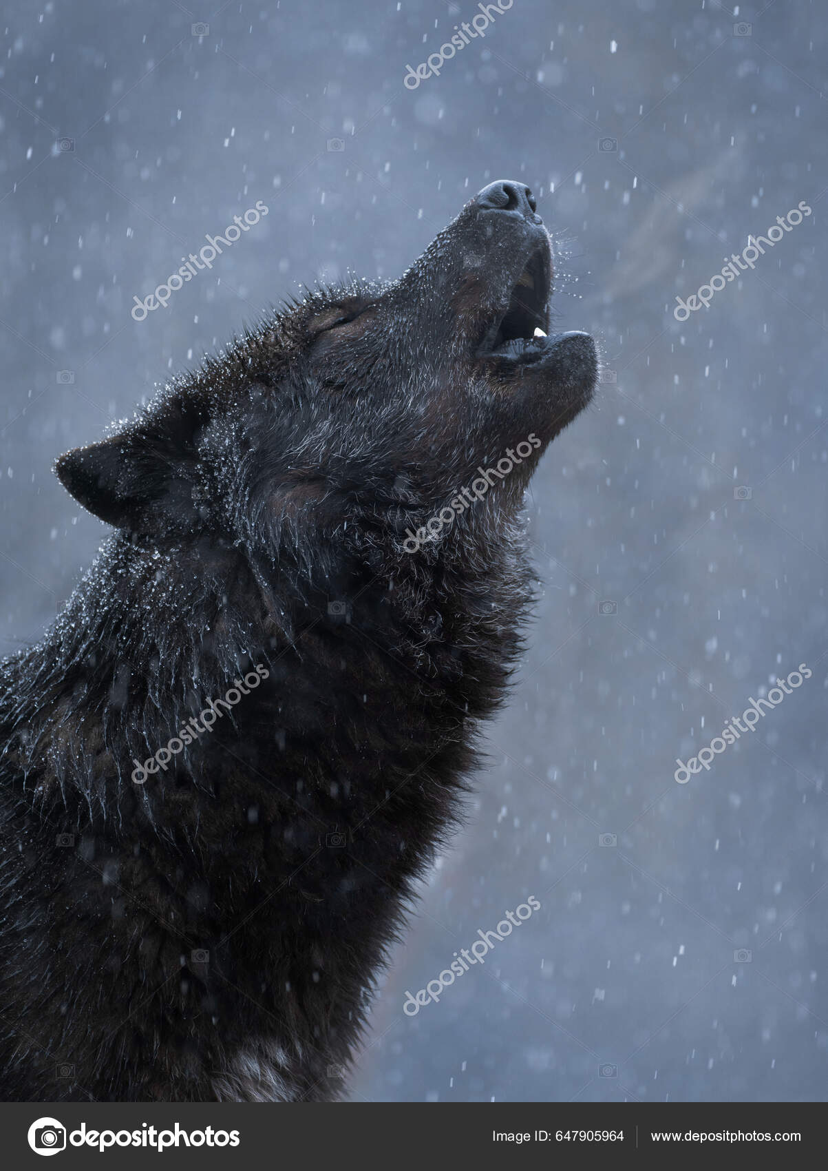 Lobos Negros Animales Lobo