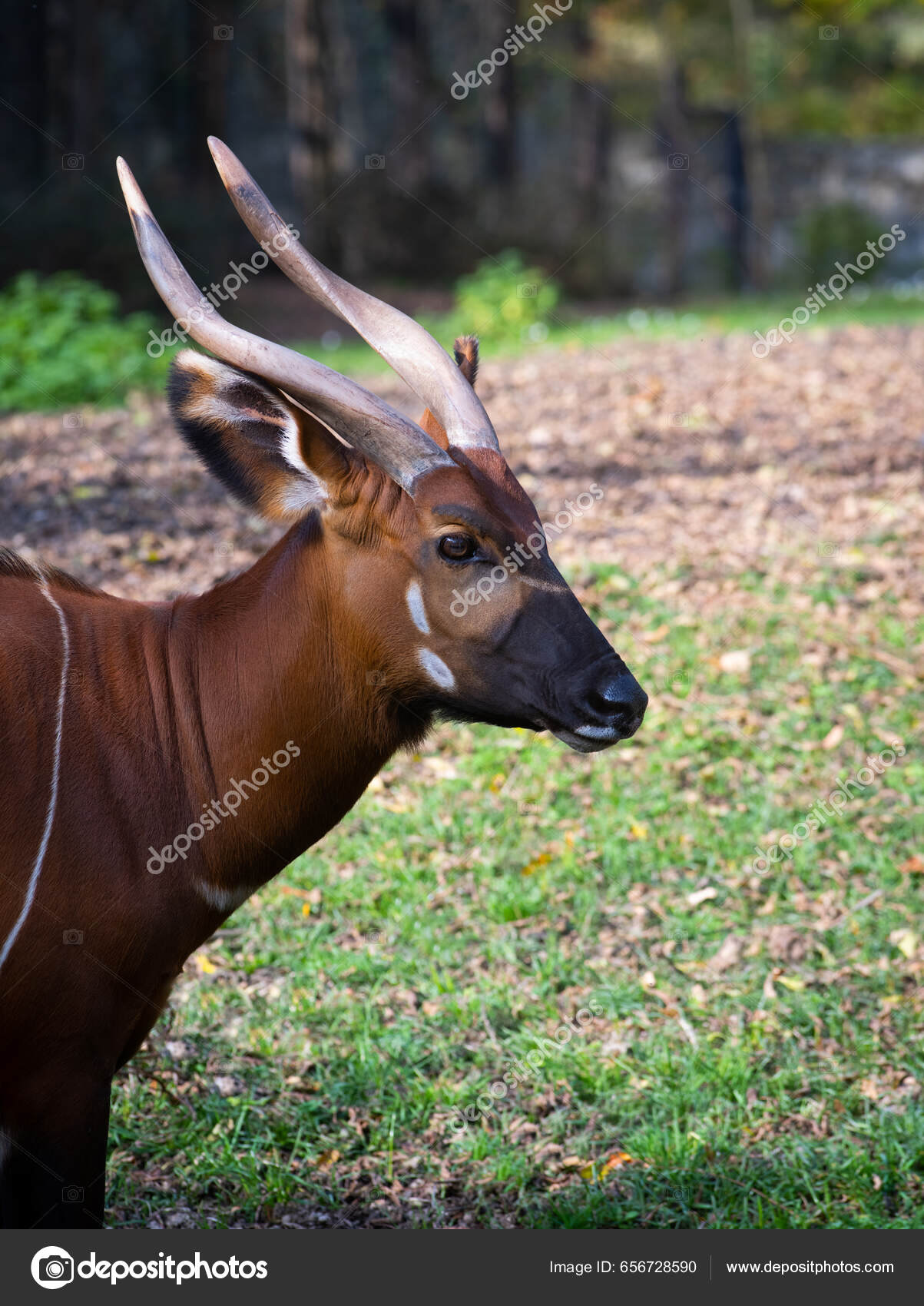 Bongo Antelope Horns