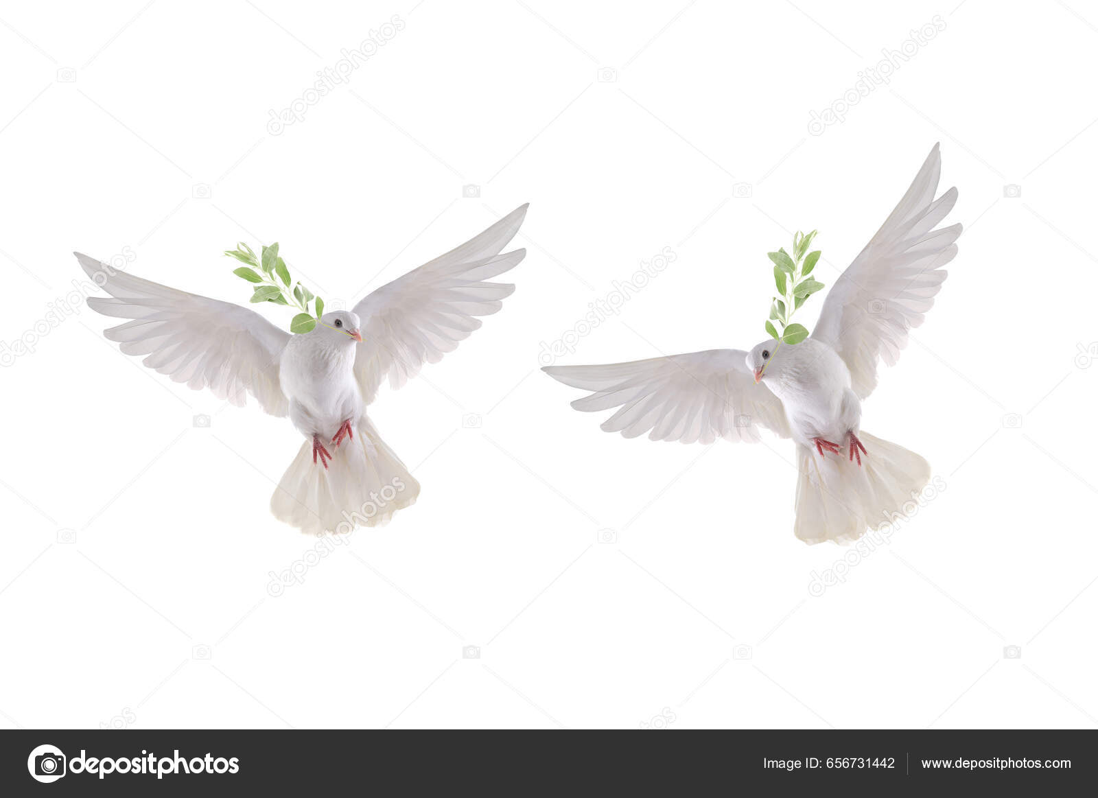 Dos Palomas Blancas Vuelo Sobre Fondo Blanco Con Una Rama — Foto de ...